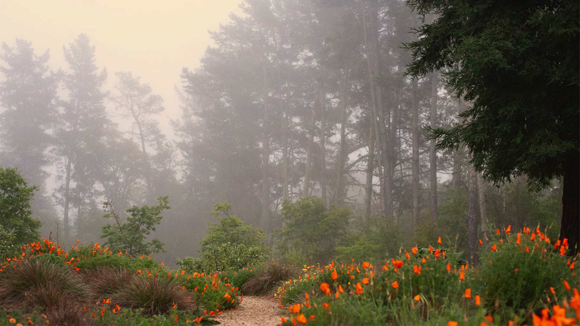 Contact - Merge Studio